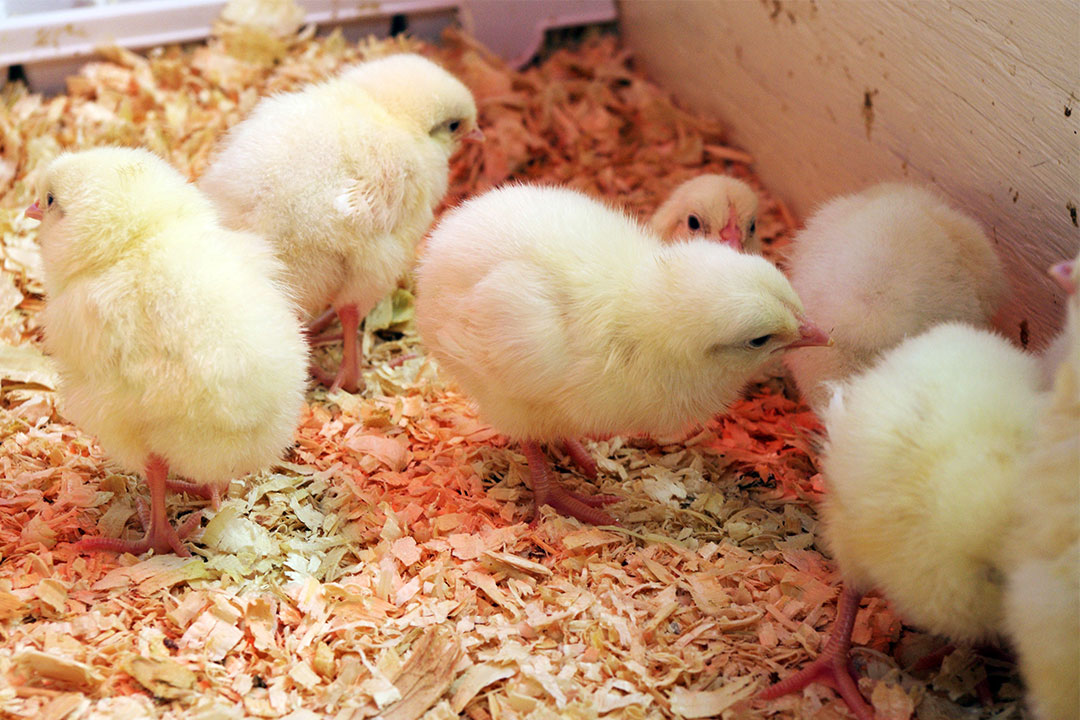 U of S receives funding for poultry barn lighting - News | University ...