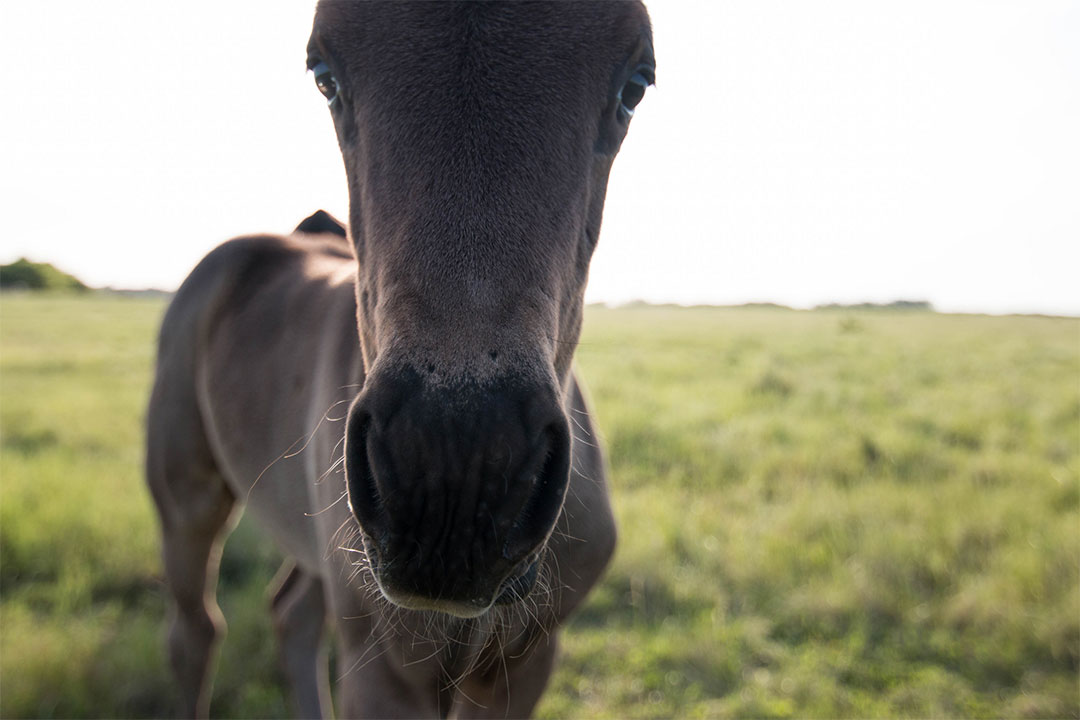 WCVM opens new equine ICU and foal centre - News | University of ...