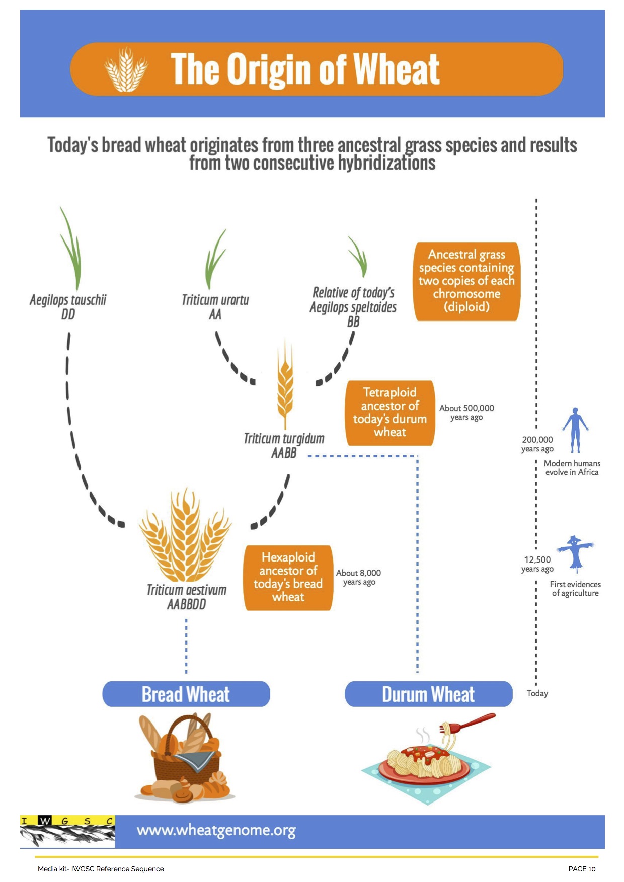 University of Saskatchewan crop scientists help crack the wheat genome ...