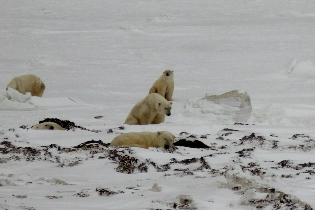 Bringing Indigenous perspectives to polar bear research - News ...
