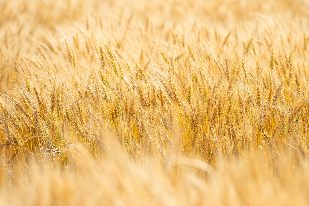 New USask crop research chair receives Sask Wheat support - News ...